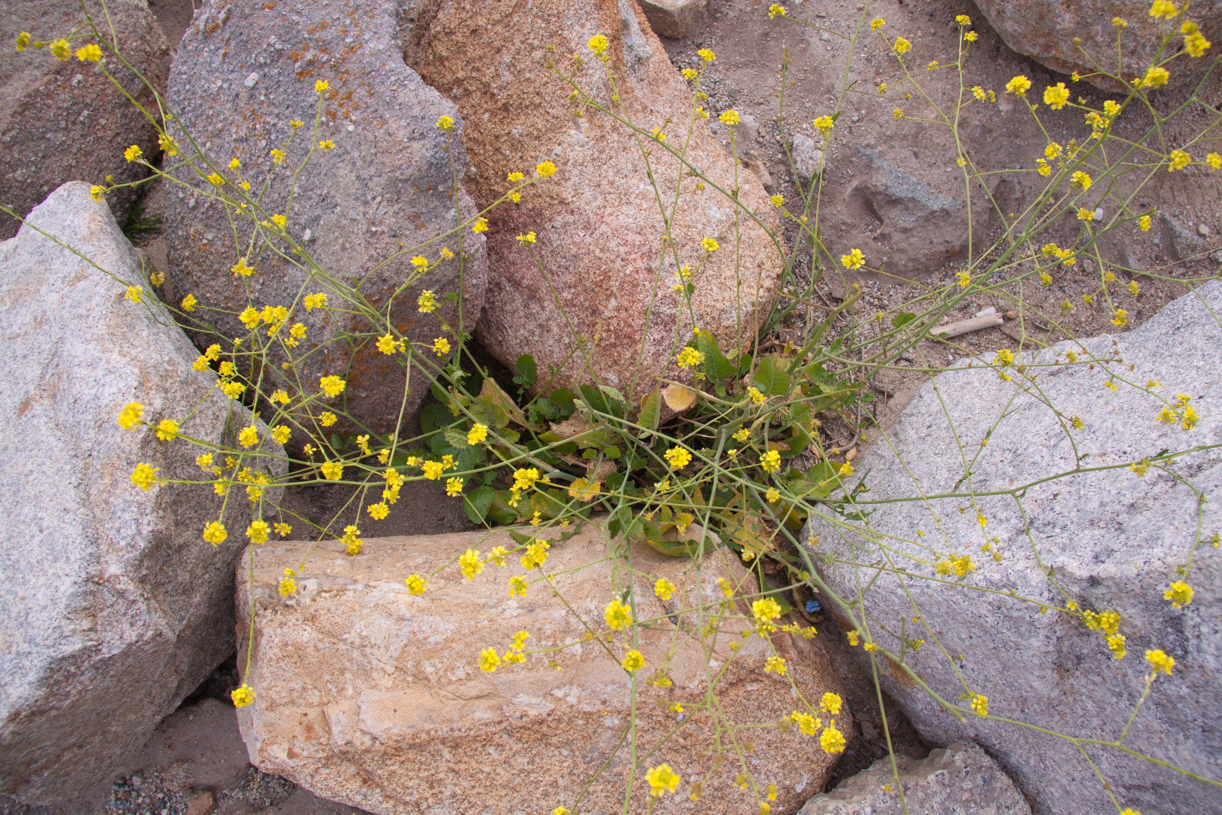 Liminal Leadership – Kosmos Journal