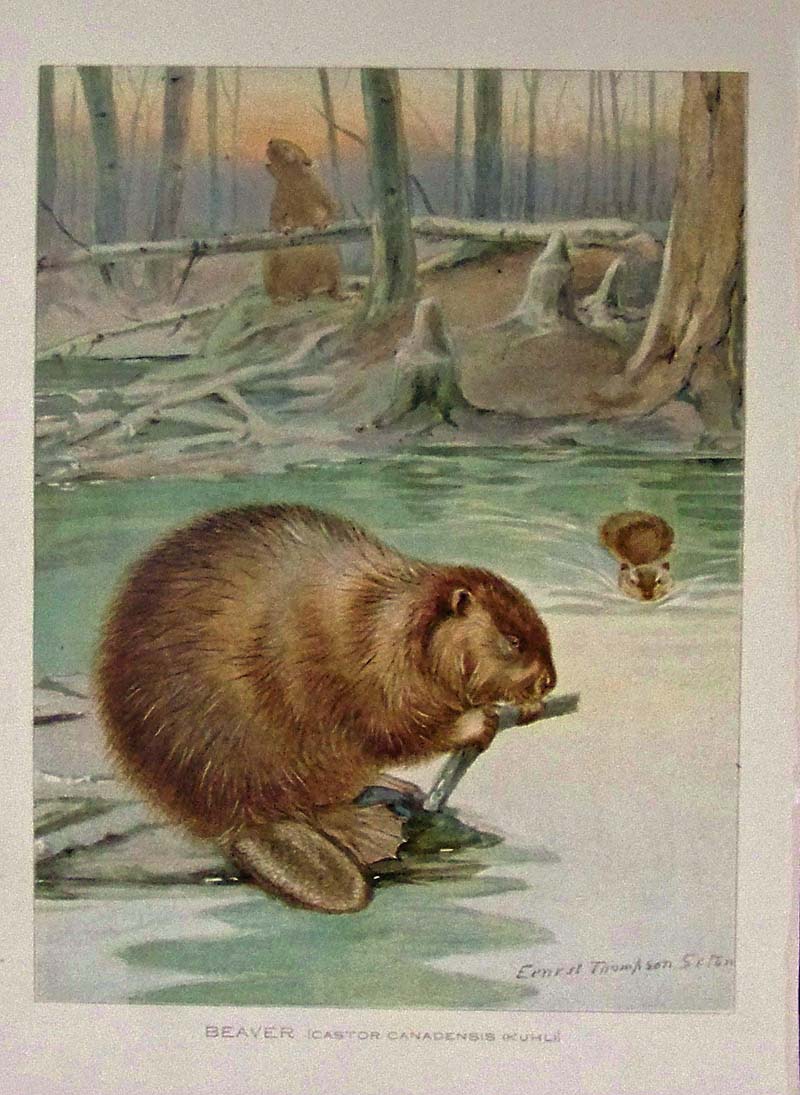 Eager: The Surprising, Secret Life of Beavers and Why They Matter ...