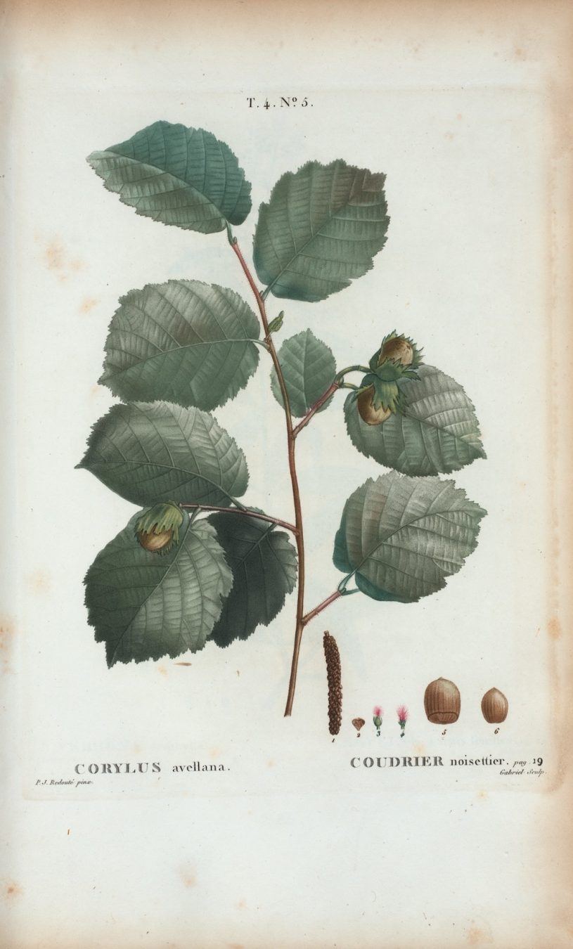 Book | Trees of Power – Kosmos Journal