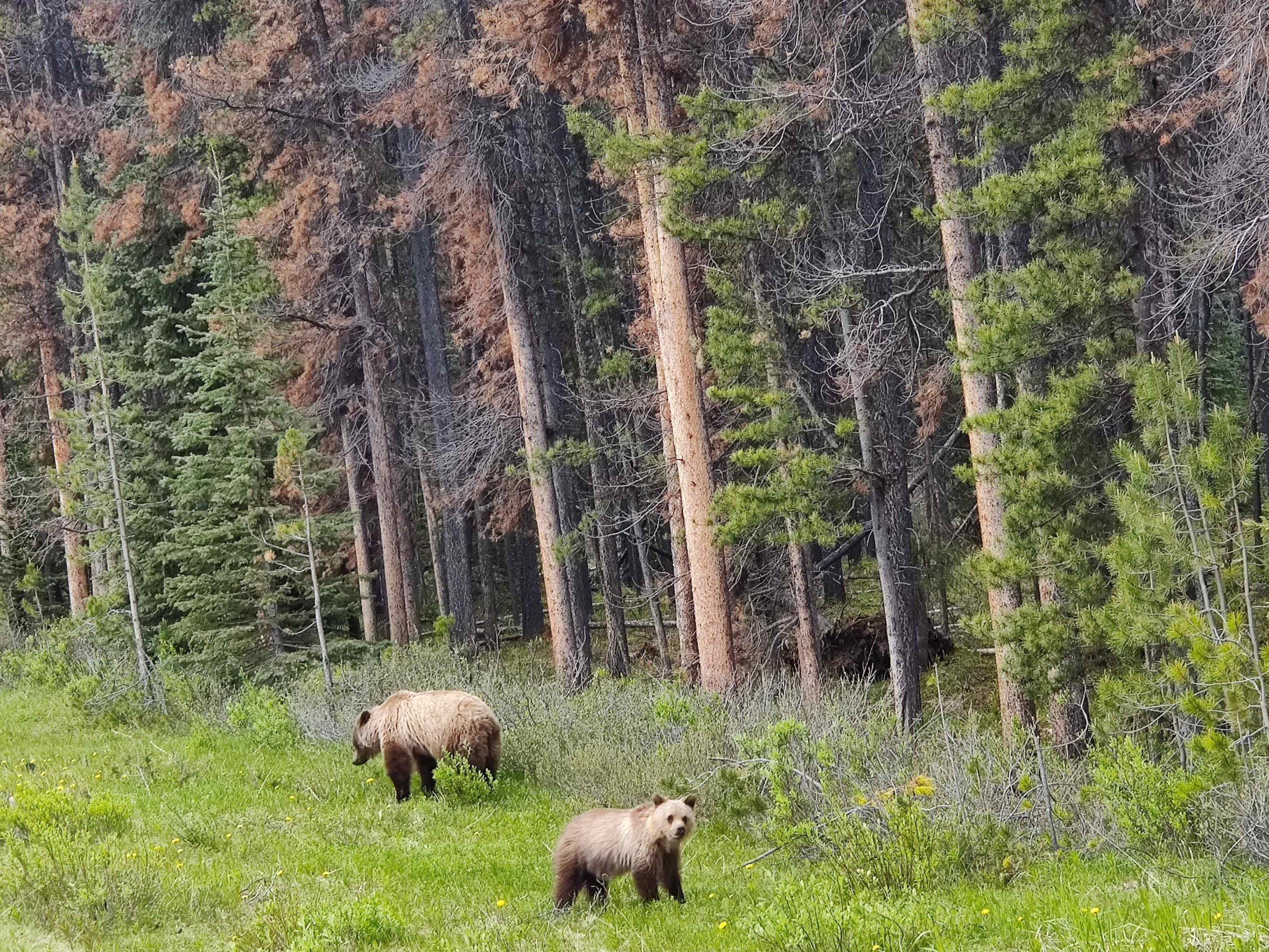 Should I have Children? | Lessons from Brown Bears – Kosmos Journal