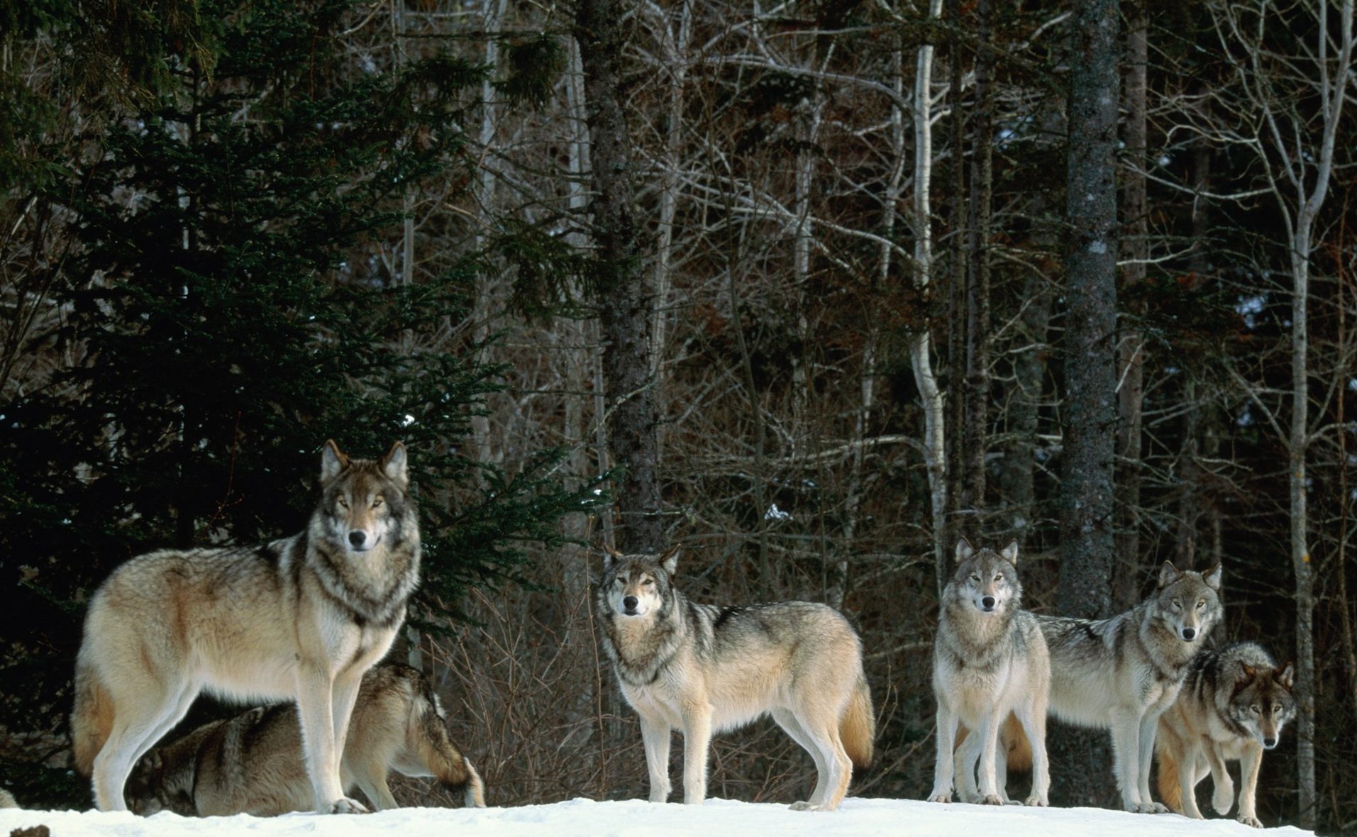 When Wolves Returned to Yellowstone – Twenty-five Years On – Kosmos Journal